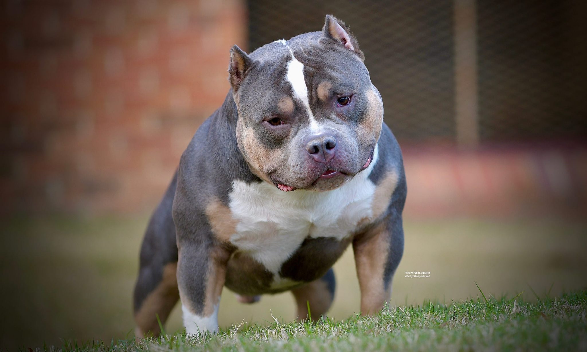 What is a Micro Bully - Price & Availability | Canlise Pet